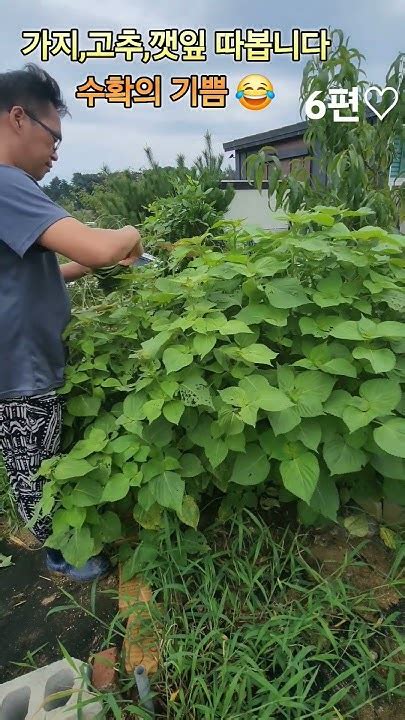6편♡가지 고추 깻잎 수확합니다 가을수확 작물수확 Youtube
