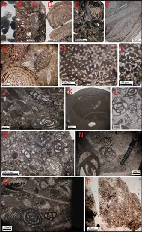 Microfacies Types Of The Asmari Formation A D Mf1 Marl Facies Download Scientific Diagram