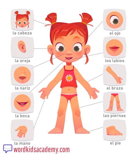 Las Partes Del Cuerpo De Una Niña Worksheet Partes Del Cuerpo