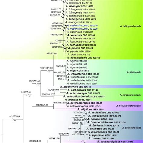 Phylogenetic Tree Based On Analysis Of The Combined Sequence Data Of