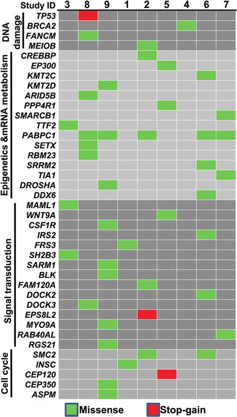 Significantly Mutated Genes In Myxoid Leiomyosarcoma And Myxoid Smooth Download Scientific