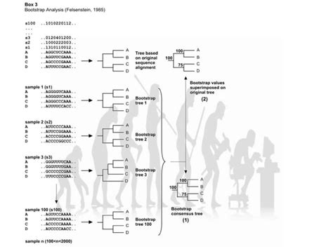 Phylogenetic Tree Construction Pptx