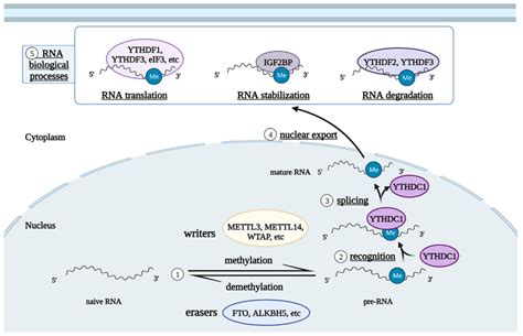 Roles Of Microglia In Neuronal Synapse Pruning And Plasticity A Download Scientific Diagram