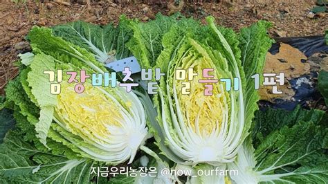 김장배추밭만들기1편 배추밭 김장배추 가을배추 주말농장 Youtube