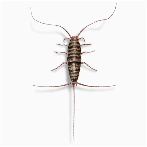 How To Identify And Get Rid Of Firebrats How To Identify And Get Rid Of Firebrats