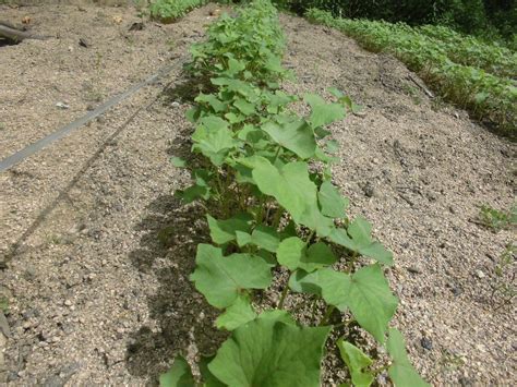 そば苗間引き ミカンおばさんのブログ