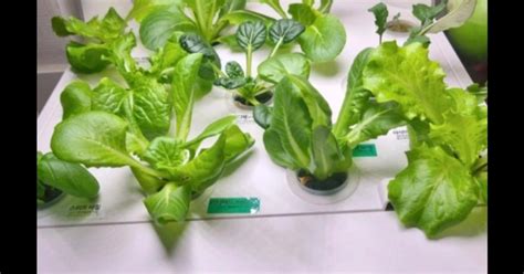 Led 식물재배기 수경재배기 수내1동 식물 당근 중고거래