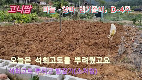 마늘 양파밭만들기 D 4주석회고토마늘양파210925고니팜 Youtube