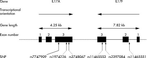 Association Analysis Of The Interleukin 17 Genes IL17A And IL17F As Potential Osteoarthritis