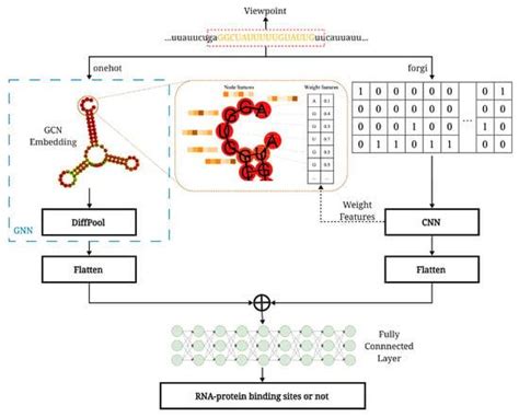 Applied Sciences Mdpi On Linkedin A Novel Deep Learning Method For Predicting Rna Protein
