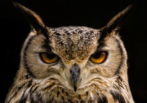 7 000 Free Owl Swallow And Owl Images Pixabay