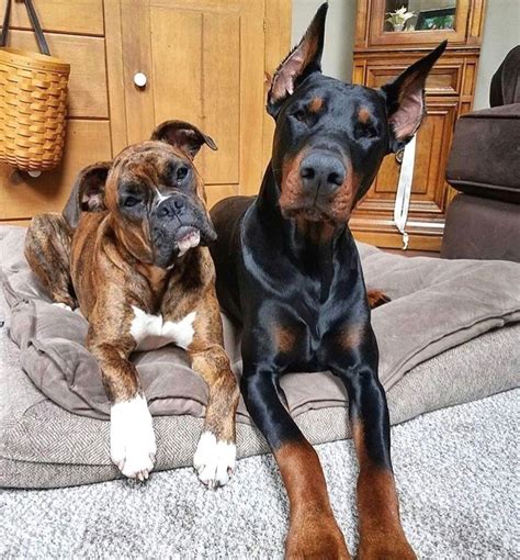 Doberman Vs Boxer