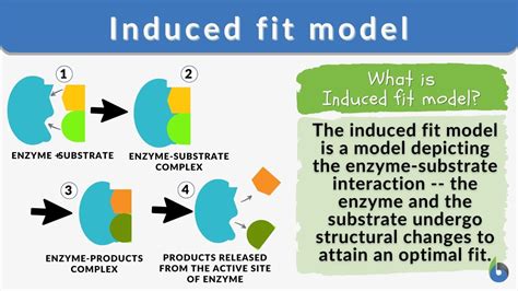 Induced Fit Model Definition And Examples Biology Online Dictionary