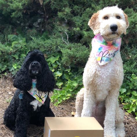 Remi And Reign The Remi And Reign The Cocker Doodle Duo
