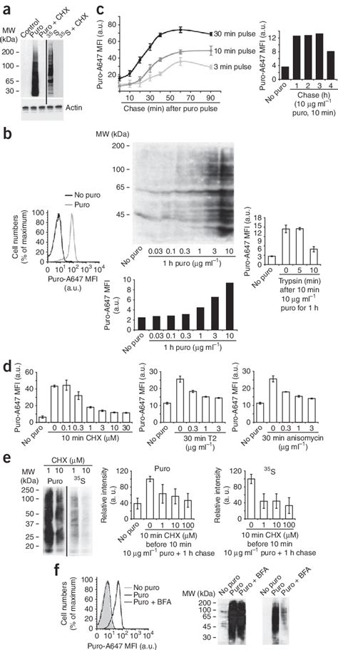 Translation Monitoring Using Puromycin Labeled Proteins A B3z
