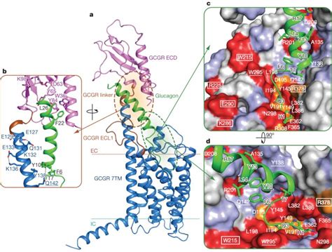 Structure Of The Human Glucagon Class B G Protein Coupled Receptor Nature