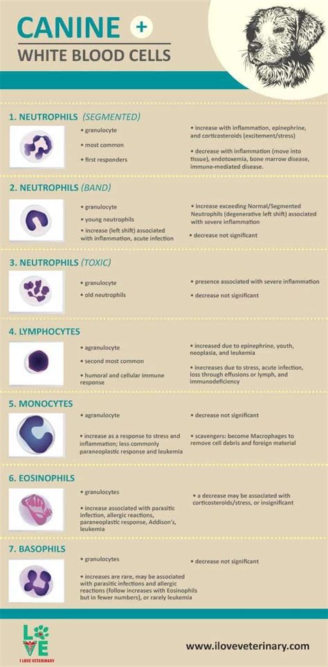 Canine White Blood Cells I Love Veterinary