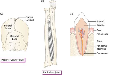 Basic Units Structure And Function Supporting Tissues Muscle And Nerve Musculoskeletal Key