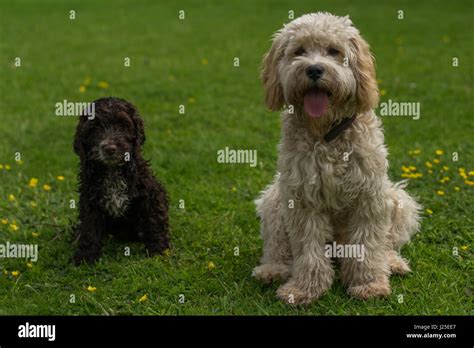 Two friends pals hi-res stock photography and images - Alamy