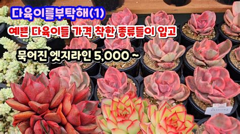 다육이를부탁해1 예쁜 다육이 가격 착하게 들어온 다육이 금옥 골든스테이트금 6000 ~ Youtube