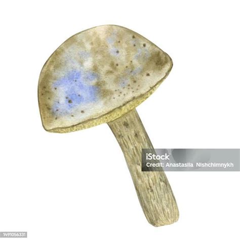 Boletus 식용 숲 버섯입니다 식물 그림입니다 손으로 그린 수채화 그림은 흰색 배경에 분리되어 있다 카드 포스터 메뉴 이용에 10월에 대한 스톡 벡터 아트 및 기타