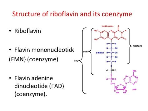 Vitamin B 2 Riboflavin Structure Riboflavin Consists Of