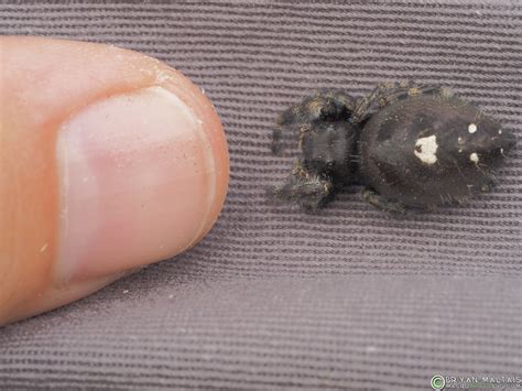 Enlargement Ray Zaps Jumping Spider Size Of House