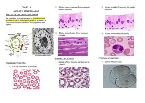 Clase 10 Núcleo Y Ciclo Celular