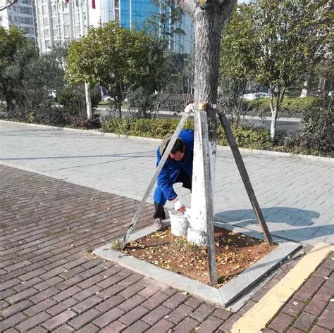 市住建局开展绿化巡查养护 筑牢树木越冬安全防线