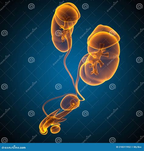 Male Reproductive System Anatomy For Medical Concept 3d Rendering Stock