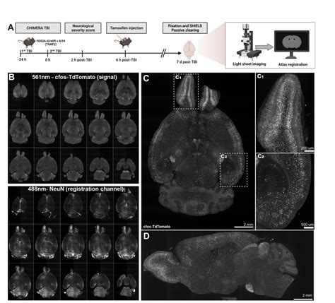 A Experimental Design Trap2 Mice Were Subjected To 2 Mild 05j Tbi