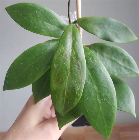 How To Care For Hoya Mindorensis Like A Pro