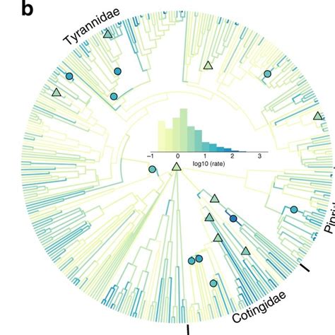 Sex Specific Rate Variation In Plumage Colour Evolution Across The Download Scientific Diagram