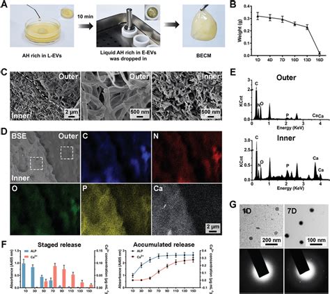 Characteristics Of Biomimetic Extracellular Matrix Becm A The Download Scientific Diagram