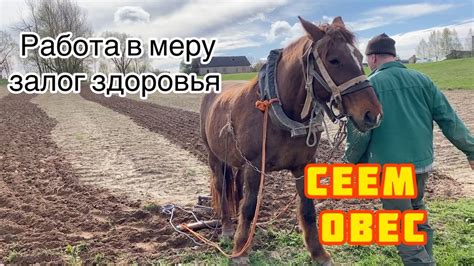 Как мы с Машей овёс сеяли влог жизньвдеревне Latvianvillage Youtube