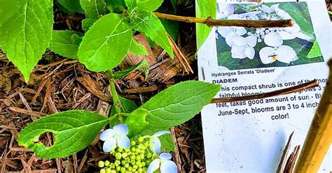 Diadem Hydrangea Serrata Album On Imgur