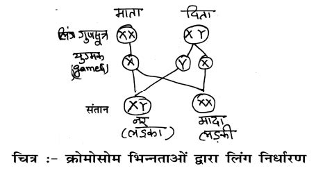 The Sex Of The Body Is Determined By The Father And Not By The Mother Explain This Statement