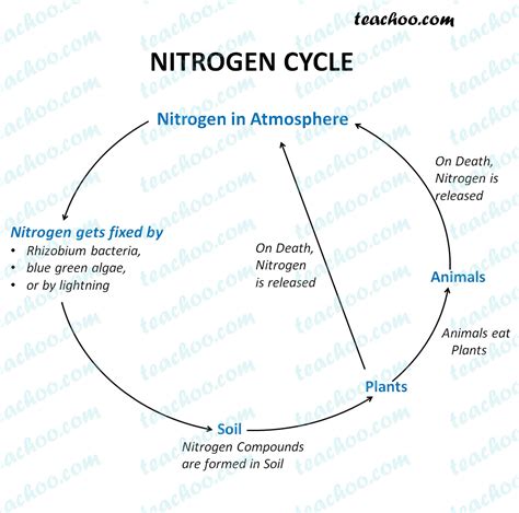 Draw Nitrogen Cycle Explain The Different Steps Elisagrogallegos