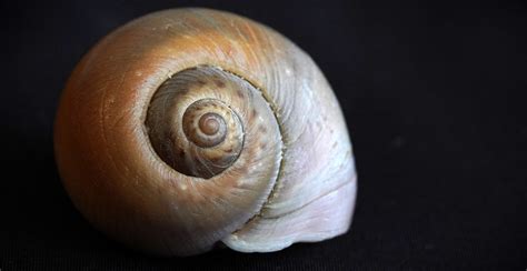 Shell Spiral Snail Free Photo On Pixabay Pixabay