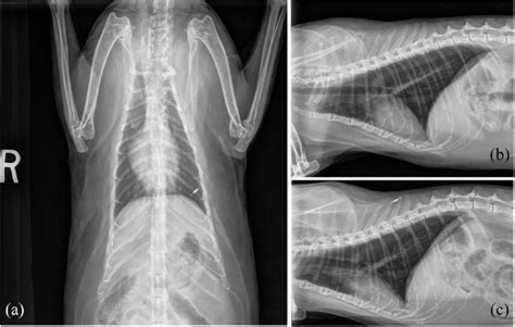 Late Onset Osteosarcoma After Onychectomy In A Cat Pmc