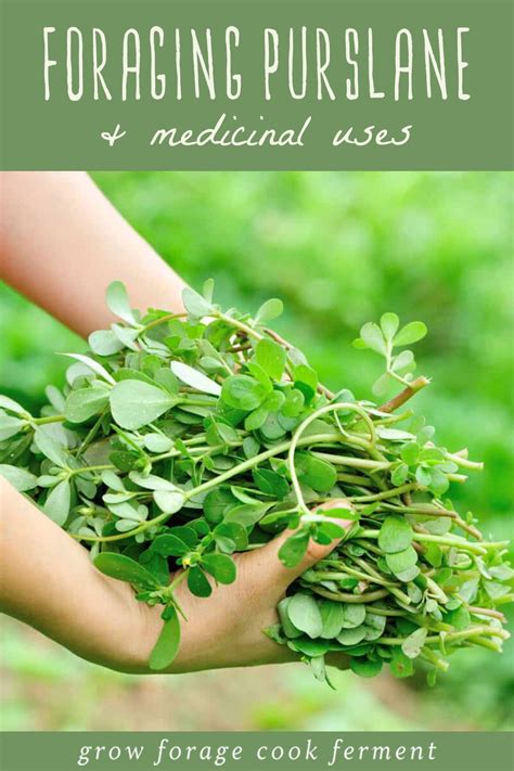 Foraging Purslane Identification Look Alikes And Uses Artofit