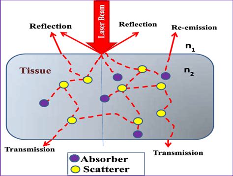Schematic Representation For Laser Tissue Interaction Download Scientific Diagram