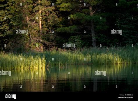 Trees At The Lakeside Kenora Lake Of The Woods Ontario Canada Stock