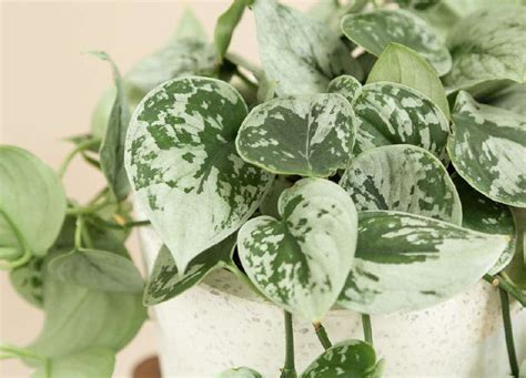 پتوس ببری گیاه آپارتمانی برگ خامه ای سبز ظریف Petos آراد برندینگ