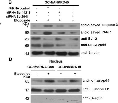 Figure 4 From Ankrd 49 Inhibits Etoposide Induced Intrinsic Apoptosis