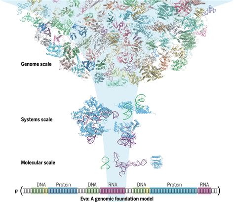 Evo Ai Model Interprets And Generates Genetic Sequences With Precision