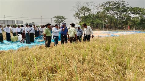 တွံတေးမြို့နယ်၌ တိုက်ရိုက်မျိုးစေ့ချကိရိယာ Seeder ဖြင့် စိုက်ပျိုးထားရှိသည့် နွေစပါးစံပြကွက