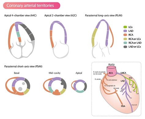 Apical Artery