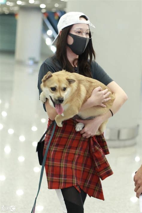 陳喬恩帶愛犬現身北京機場！網友：這是什麼狗？ 每日頭條