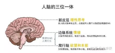 大脑系统思维模型 知乎